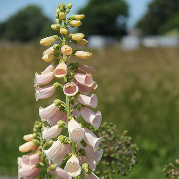 Digitalis purpurea 'Apricot' Fingerborgsblomma - Wändels
