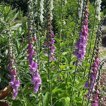 Digitalis purpurea Fingerborgsblomma - Wändels