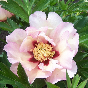 Paeonia Itoh-Gr. 'Pastel Splendor' 4L NY Itoh-pion - Wändels