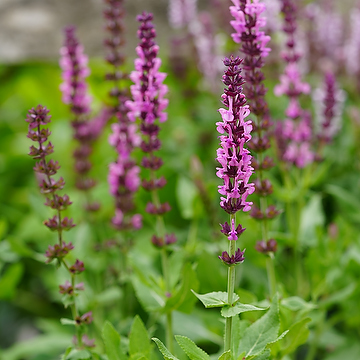 Salvia nemorosa SENSATION DEEP ROSE 'Flor Sal Roz' Stäppsalvia - Wändels
